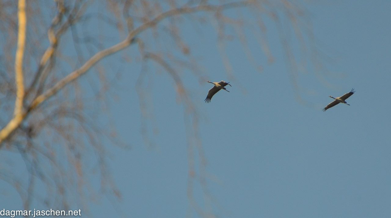 Dit und Dat - Dagmar Jaschen